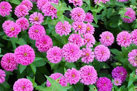 The Best Time To Plant Zinnias In Texas For All Summer Color