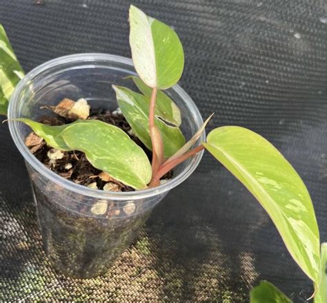 Plant Id Philo Snowdrift R Rarehouseplants