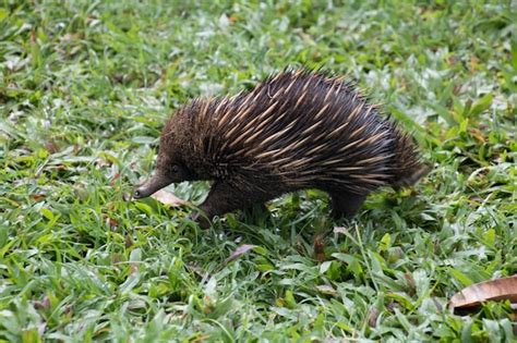 Premium Photo Close Up Of A Echidna Walking On Grass