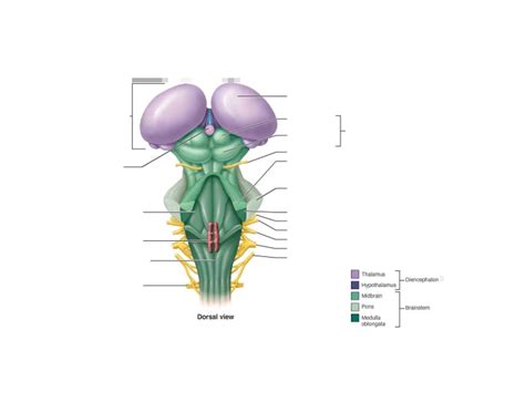 Dorsal View Of The Brain Stem And The Diencephalon — Printable Worksheet