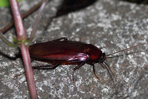 Smokybrown Cockroach Matsudo Chiba Japan Eos 60dtamro Flickr