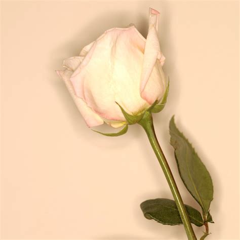 Laura Doster Obituary East Aurora Ny