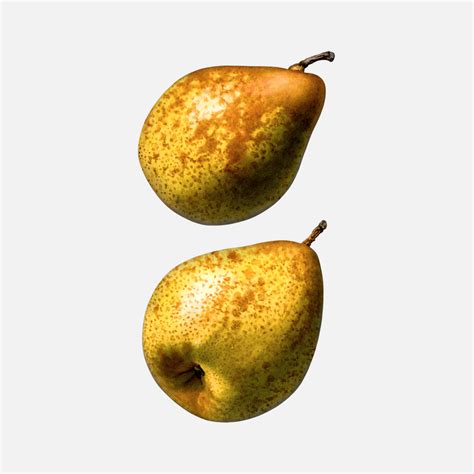 Cincincis Pear Tofujoe