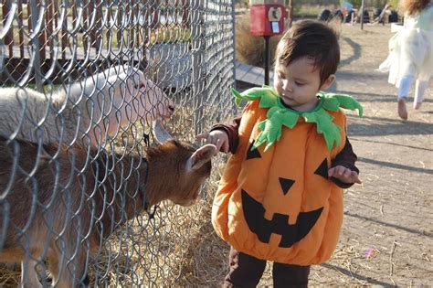 Applejack Pumpkin Patch Augusta Ks