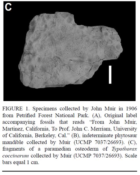 Triassic Osteoderm Id Aetosaurs Or Phytosaur Fossil Id The