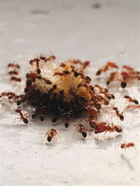 Summer Pest Control Checklist Keeping Ants Flies And Termites At Bay