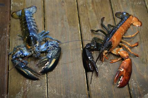 Just How Rare Is A Rare Colored Lobster Scientists Say Answer Could Be