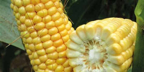How Drought Tolerant Maize Delivers Dividends Anglia Farmer Magazine