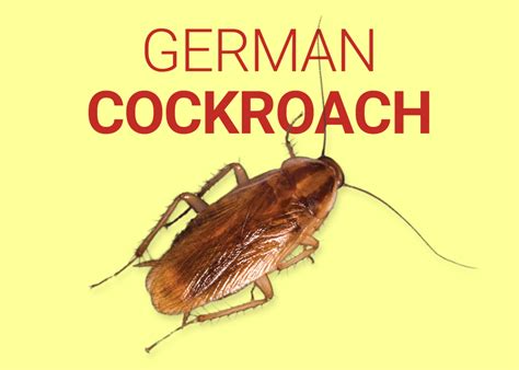 What Are German Cockroaches Dodson Pest Control