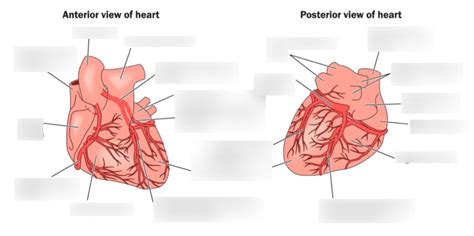 Anterior And Posterior View Of Heart Diagram Quizlet