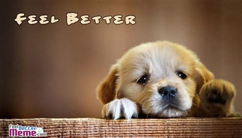 How To Make Dog Feel Better