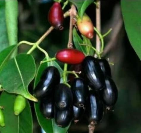 Manfaat Buah Jamblang Untuk Kekebalan Tubuh Hisham