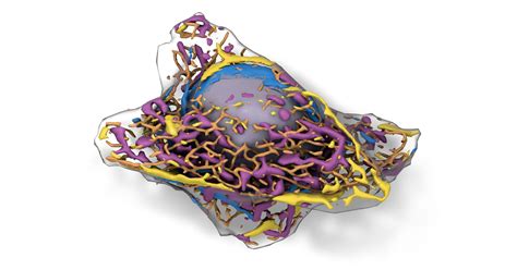Allen Integrated Cell Released Online