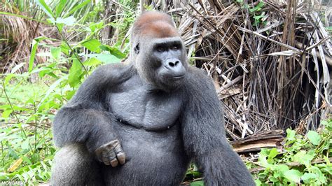 Congo Rainforest Animals And Plants At Sandie Ambler Blog