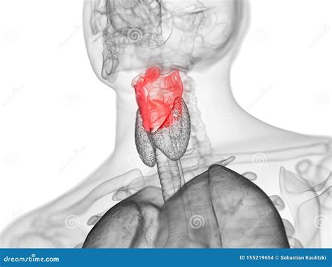 Human Larynx And Internal Pharynx Anatomy Head Illustration Close Cartoon Vector