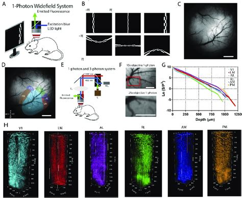 A One Photon Imaging System To Obtain Retinotopic Maps Of Visual Download Scientific Diagram