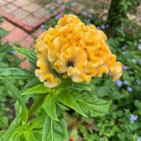 18 Cockscomb Flower Growing Tips So Good Your Garden Will Look Unreal