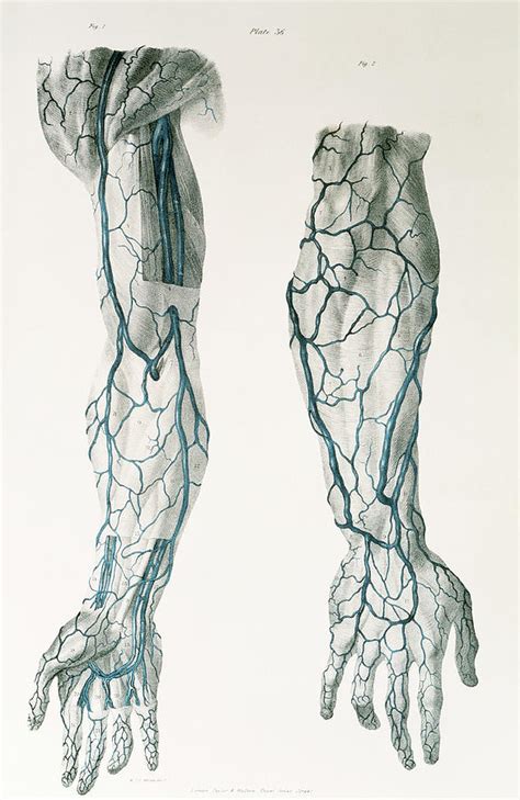 Arm Veins Drawing At Patricia Bartholomew Blog
