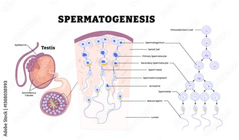 Spermatogenesis Semen Production Of Semen In The Male Reproductive