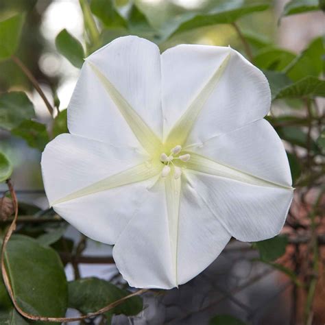 Moonflower Seeds Flower Seeds In Packets And Bulk Eden Brothers