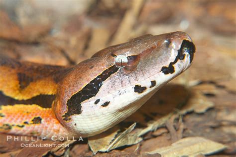Malagasy Ground Boa Acrantophis Madagascariensis 12594