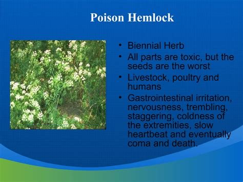 Poisonus Effects Of Plants And Animals On Human And Animal Ppt