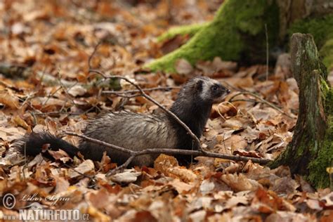 Juodasis šeškas Nuotraukos Paveikslėliai