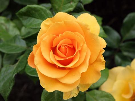 Bunga Mawar Alam Foto Gratis Di Pixabay