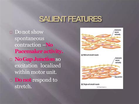 Smooth Muscle Pptx Free Download