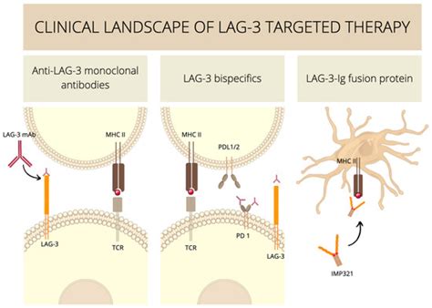 Lag 3 As A Potent Target For Novel Anticancer Therapies Of A Wide Range Of Tumors