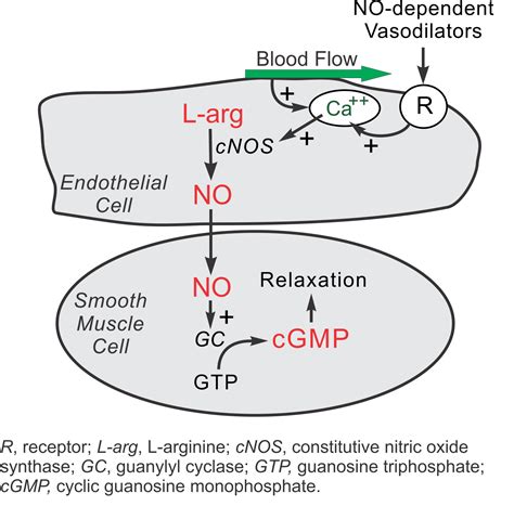 Cv Physiology Nitric Oxide
