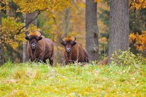 2025 Private Full Day Bison Safari Tour In Bialowieza National Park