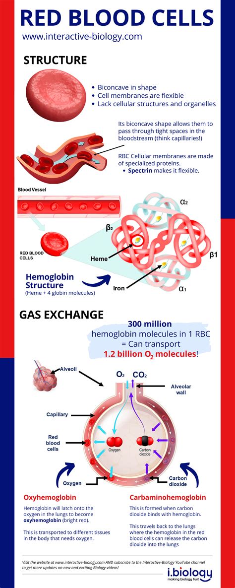 Red Blood Cell Structure And Function