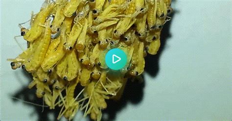 Praying Mantises Hatching From Egg Sac  On Imgur