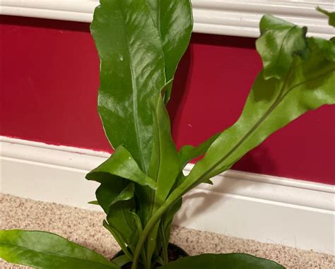 💧 How Much Humidity Does My Microsorum Green Flame Need