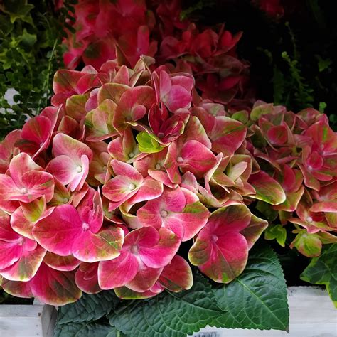 Varigated Hydrangea Love The Color Happysundayeveryone