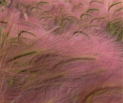 Hordeum Jubatum Squirrel Tail Grass Proctors Nursery