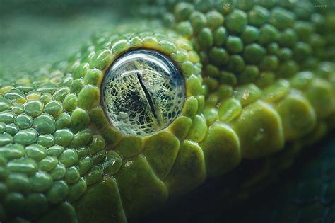 Green Tree Python Eye