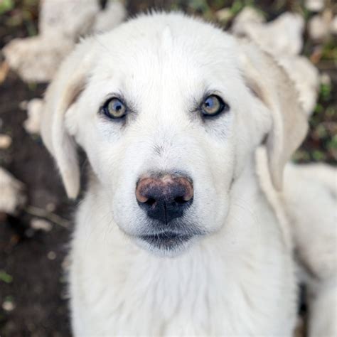 8 Facts About The Akbash Greenfield Puppies