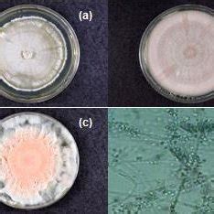General Aspect Of The Colonies Of A Beauveria Bassiana B