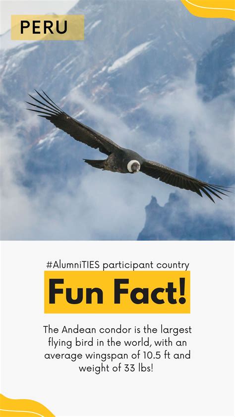 Andean Condor Wingspan