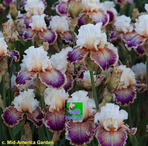 Thundering Applause Iris Natali Посадочный материал Ирисы выращивание сад ирисов купить