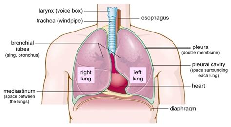 Thoracic Cavity Diagram Quizlet