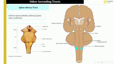 Spinoreticular Tract Pathway