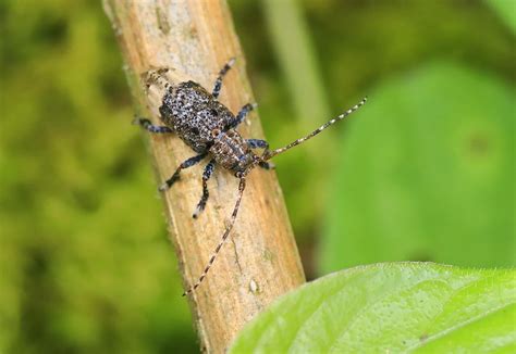 ヨツキボシカミキリ・シラホシカミキリ・アトジロサビカミキリ・ヒメヒゲナガカミキリ こん近のblog