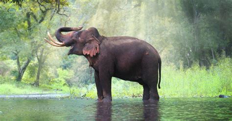 Asian Elephant Animal Facts Elephas Maximus A Z Animals