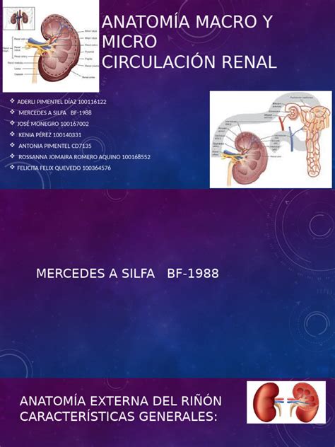 Anatomía Macro Y Micro Pdf