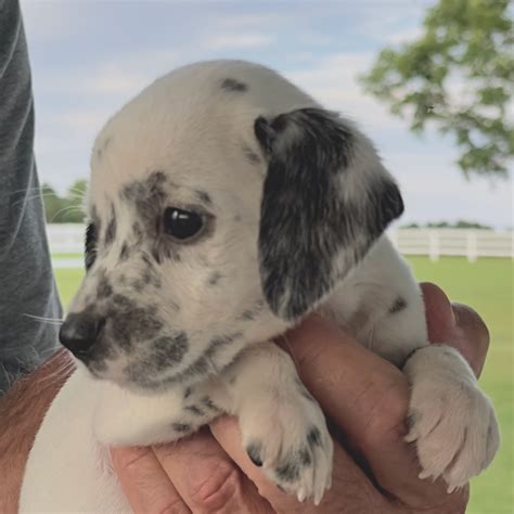 Miniature Dalmatians Added A New Photo Miniature Dalmatians