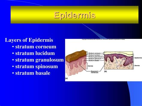 Chapter 6 Skin And The Integumentary System Ppt Download