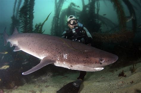 Dive Shop La Jolla Ca At Phyllis Gordon Blog